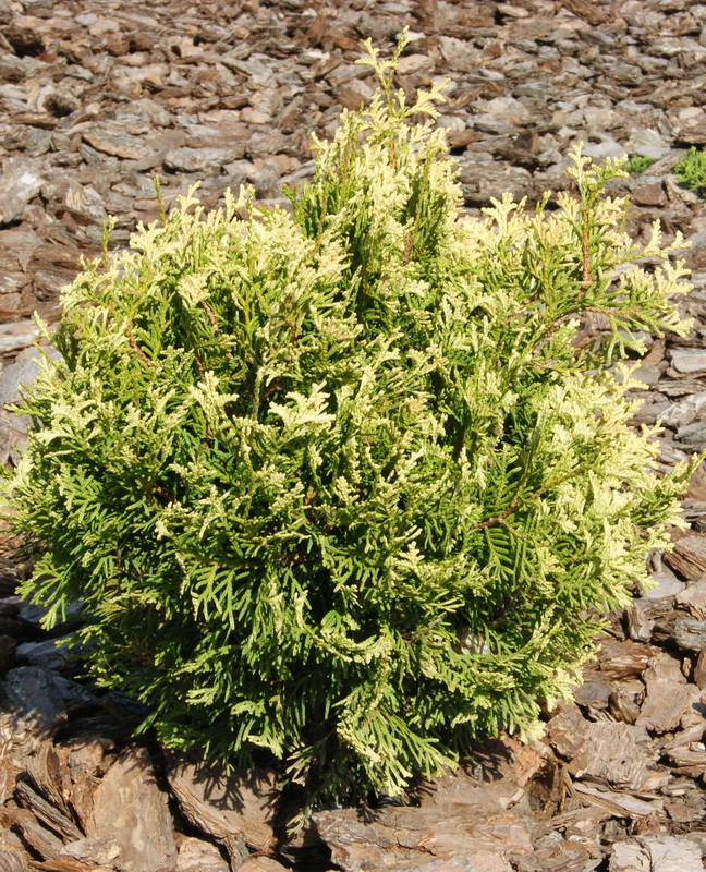 Туя западная `Хозери Вариегата`, Thuja occidentalis `Hoseri Variegata ...